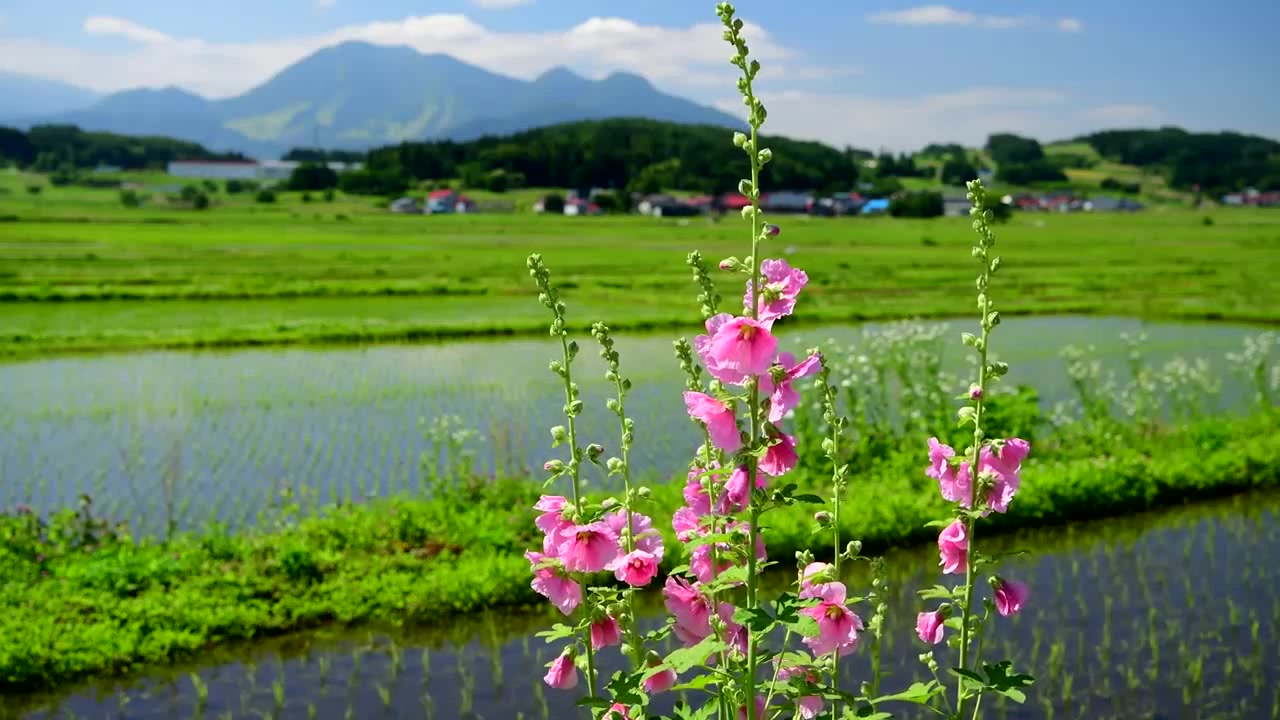 Pink Hollyrock Flower - Coub - The Biggest Video Meme Platform