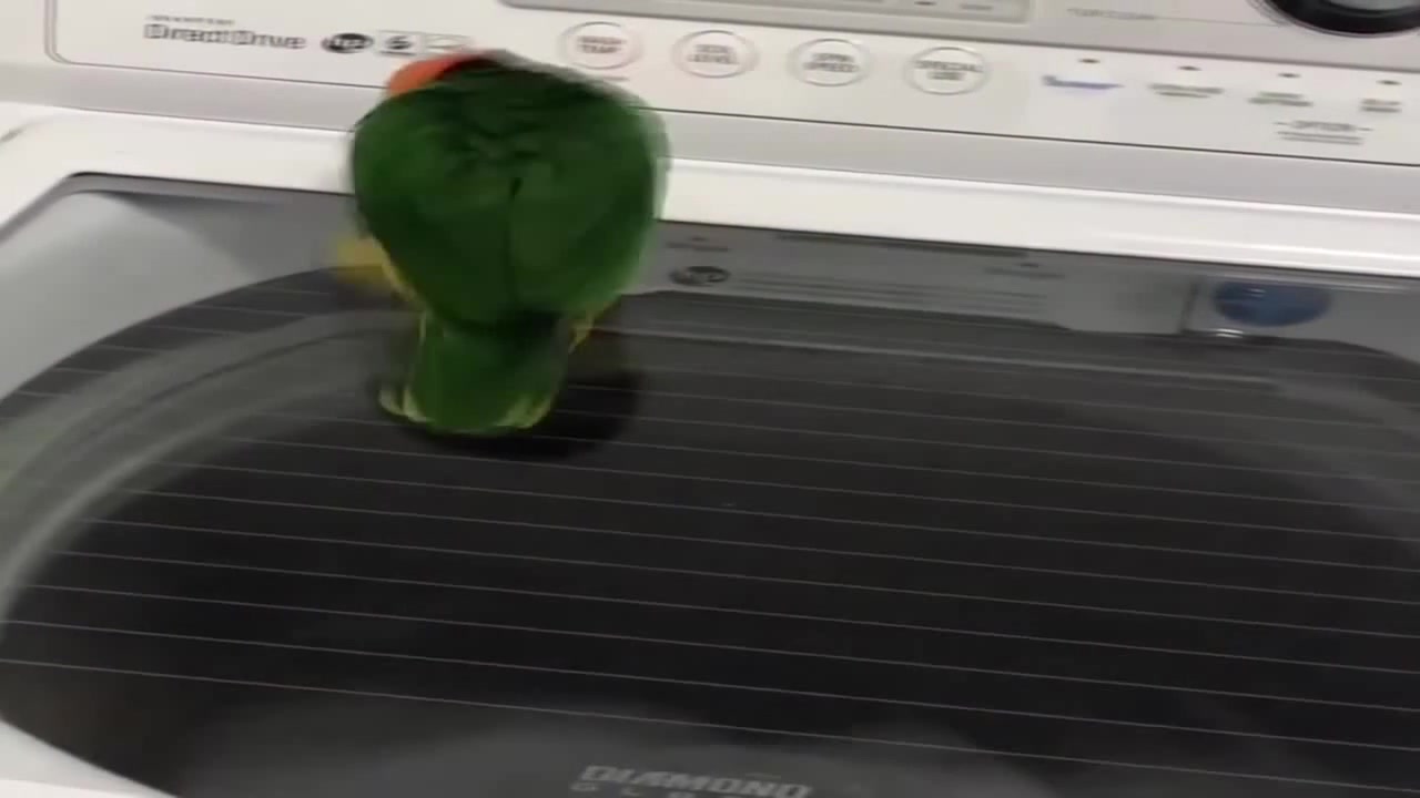 This is no time for caution - Coub - The Biggest Video Meme Platform