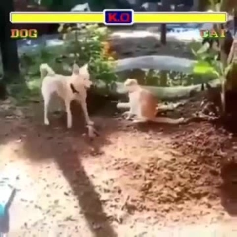 Doggo Vs Cat - Coub - The Biggest Video Meme Platform