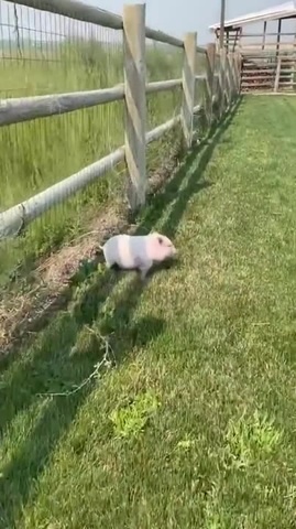 Reporter Chasing a Pig 🐷 😂 🤣 - Coub - The Biggest Video Meme Platform