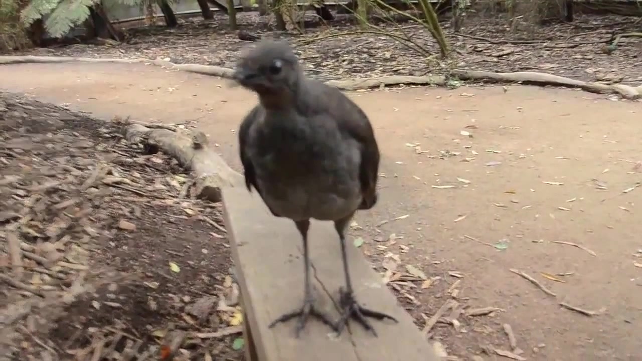 Lazer Bird - Coub - The Biggest Video Meme Platform