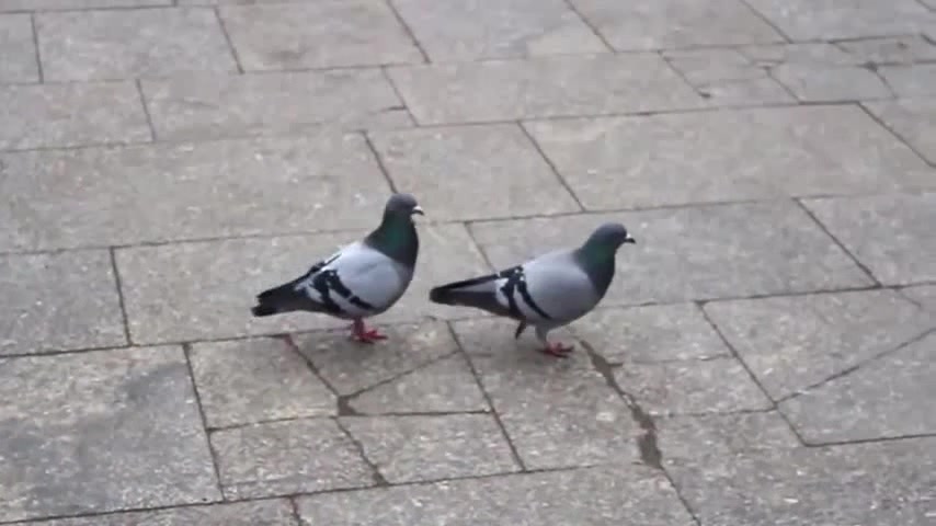 Pigeons dance - Coub - The Biggest Video Meme Platform