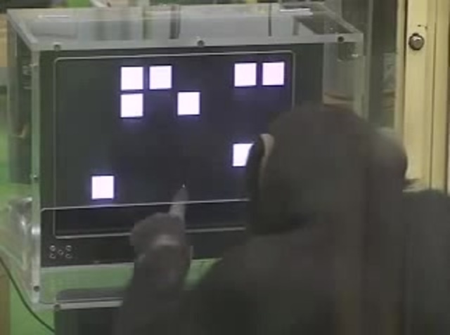 Amazing Monkey Memory Test - Coub - The Biggest Video Meme Platform