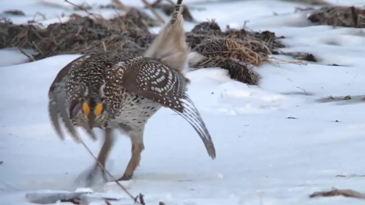 Sharp-tailed grouse - Coub - The Biggest Video Meme Platform