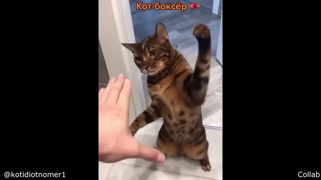 Cat Slap 😸 - Coub - The Biggest Video Meme Platform