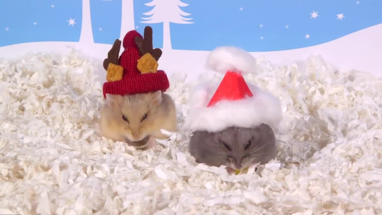 Christmas hamsters - Coub - The Biggest Video Meme Platform