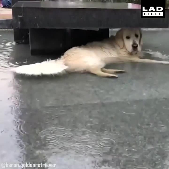 sad doggo - Coub - The Biggest Video Meme Platform