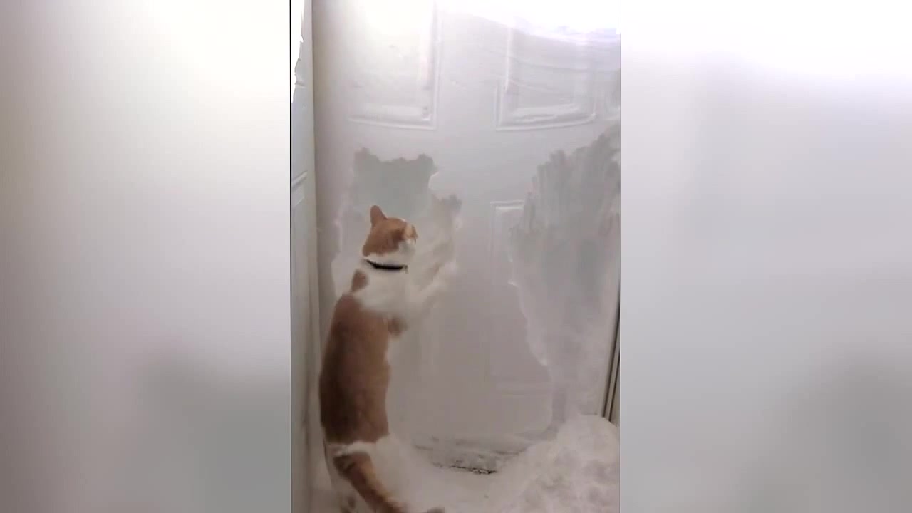 snow cat - Coub - The Biggest Video Meme Platform