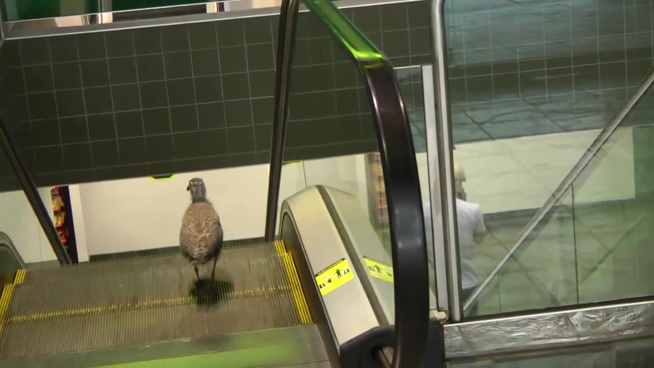 Confused bird - Coub - The Biggest Video Meme Platform