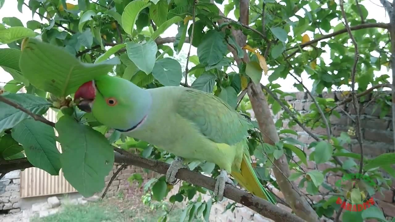 Shafin The Indian Ringneck Parrot - Coub - The Biggest Video Meme Platform