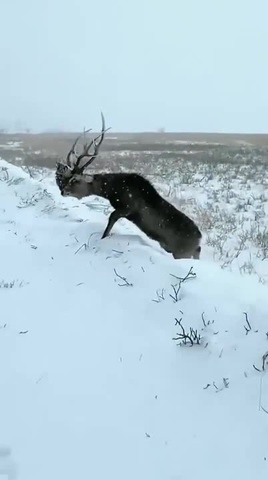 You eyeballing me, boy? - Coub - The Biggest Video Meme Platform