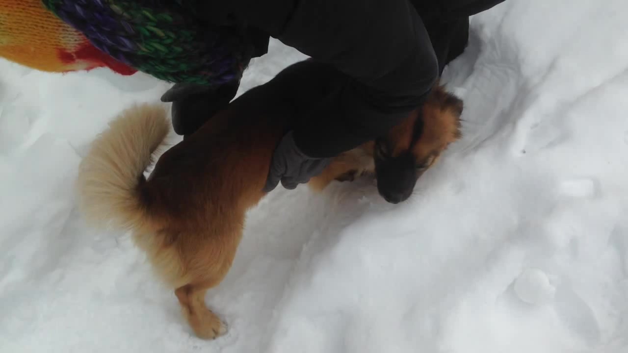 clap the dog - Coub - The Biggest Video Meme Platform