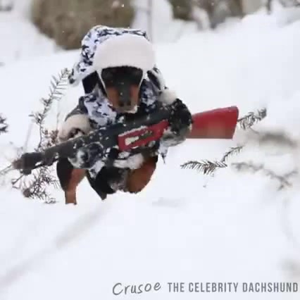 Comrade Doggo Fights Fascists In The Snow - Coub - The Biggest Video Meme Platform