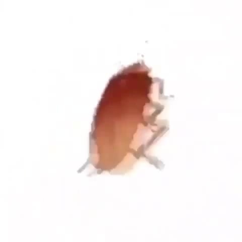 spinning cockroach meme - Coub - The Biggest Video Meme Platform