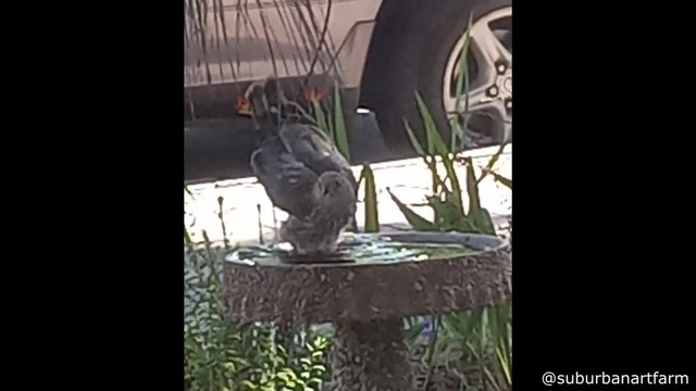 Bird twerk - Coub - The Biggest Video Meme Platform