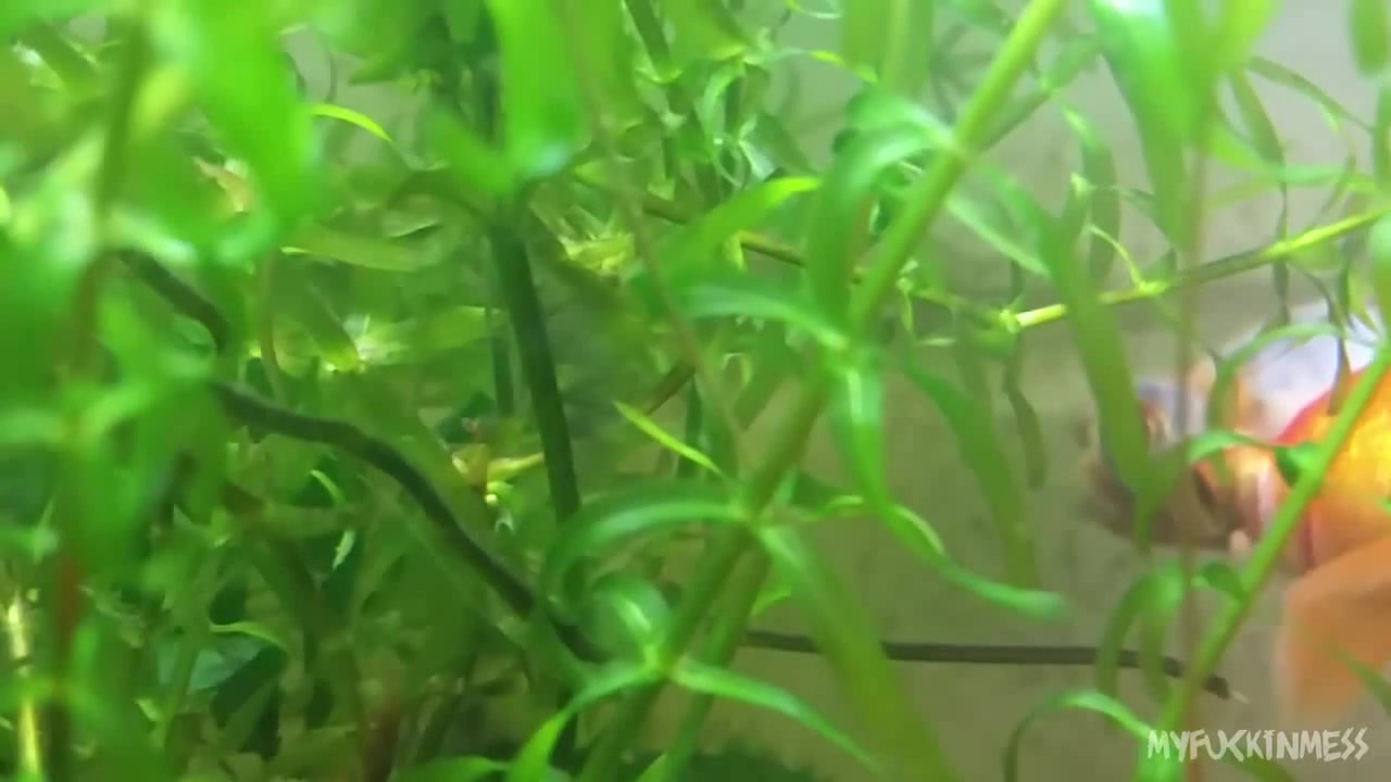 Adolf Fish - Coub - The Biggest Video Meme Platform