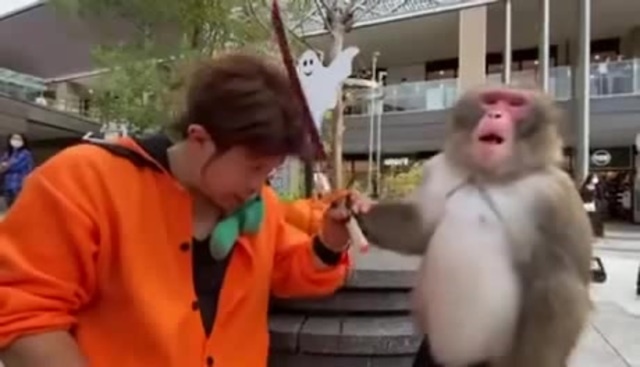 The monkey teaches - Coub - The Biggest Video Meme Platform