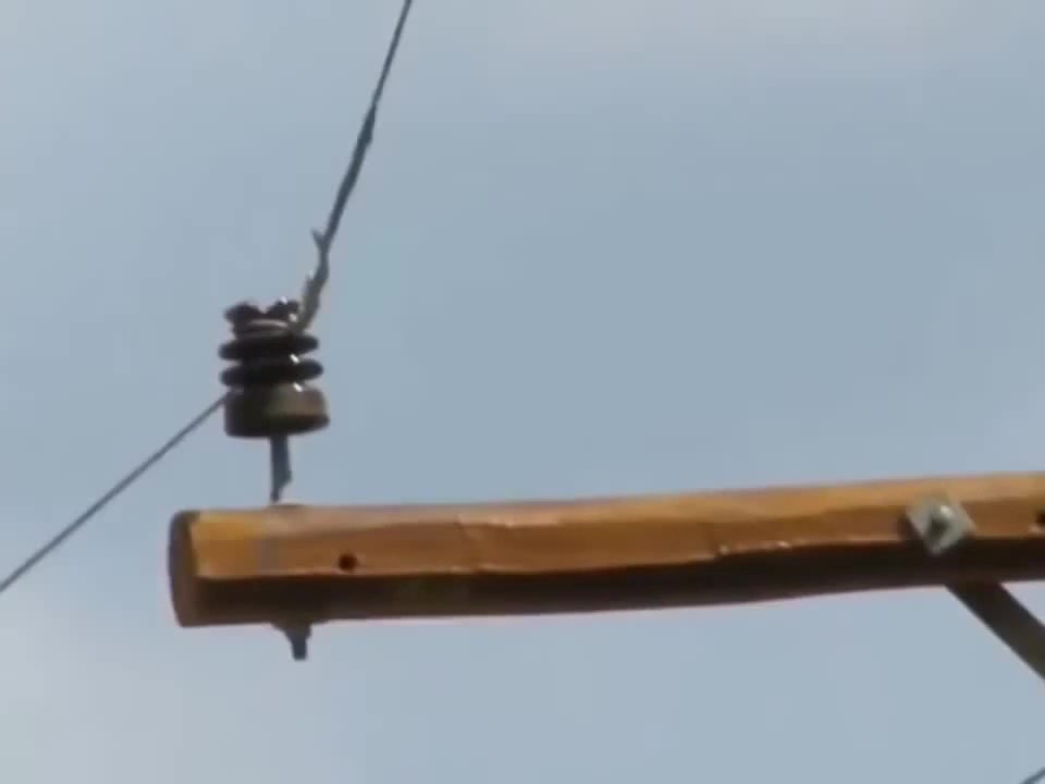 Monkey Electrocuted While Swinging on Power Lines - Coub - The Biggest Video Meme Platform