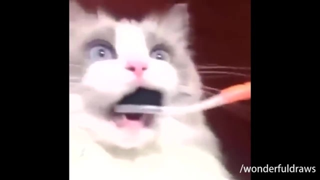 Cat vietnam flashback - Coub - The Biggest Video Meme Platform