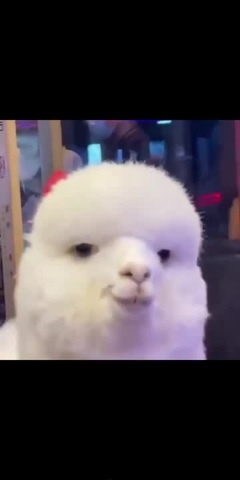 Evil Lama - Coub - The Biggest Video Meme Platform