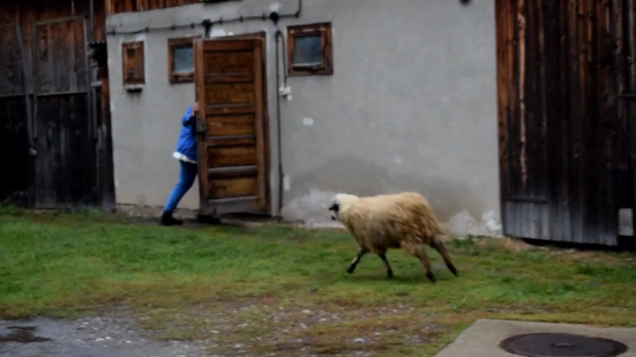 Crazy lamb 2.0 - Coub - The Biggest Video Meme Platform