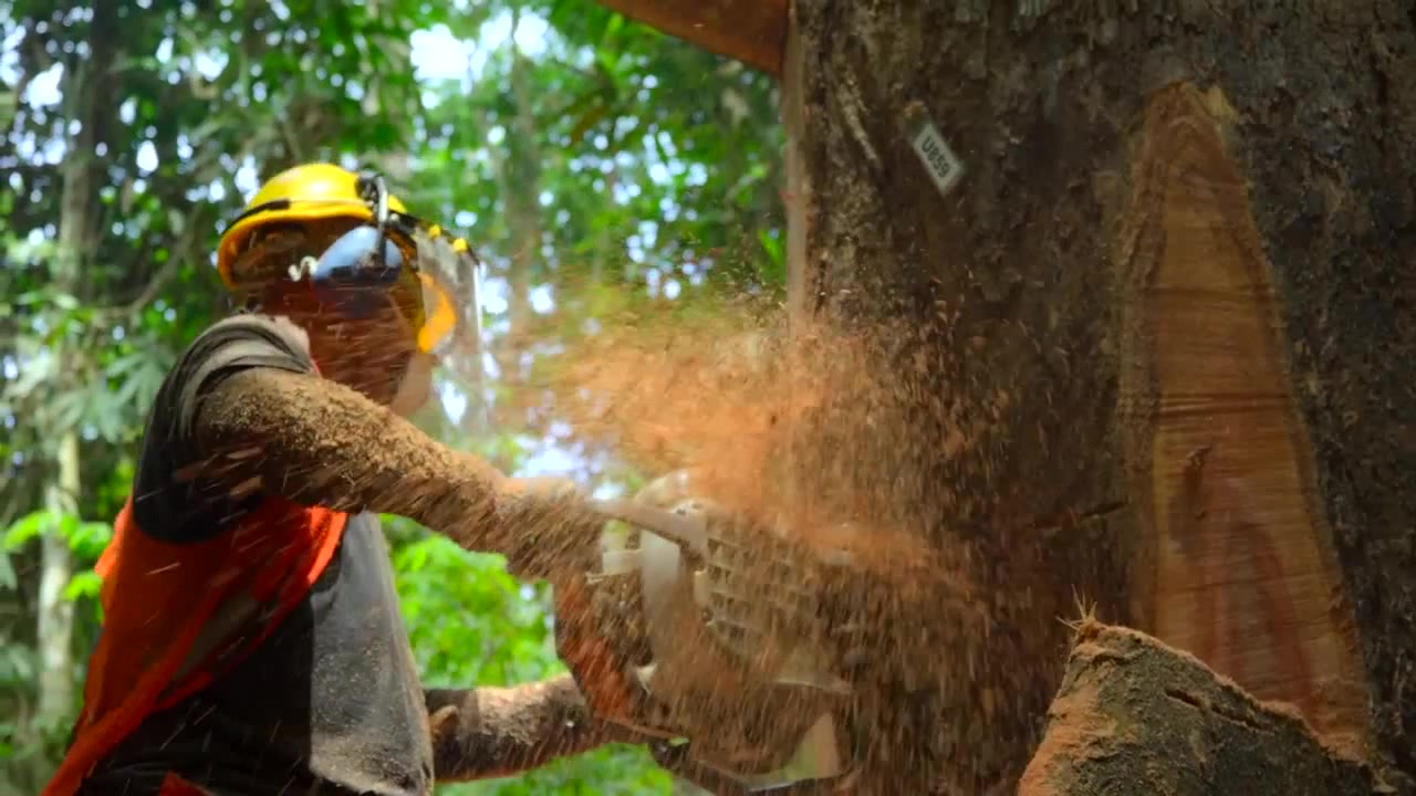 Oil Palms - Coub - The Biggest Video Meme Platform