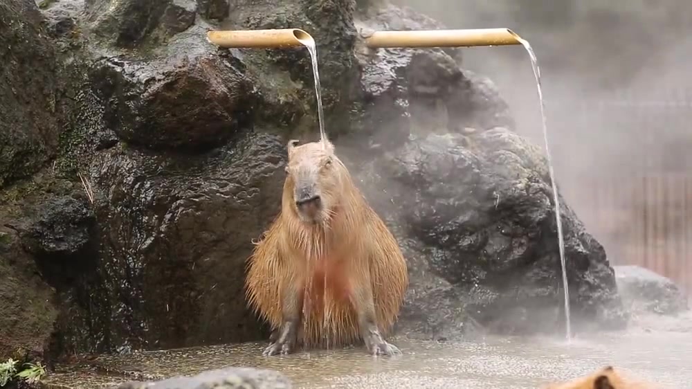 Capybara zen - Coub - The Biggest Video Meme Platform