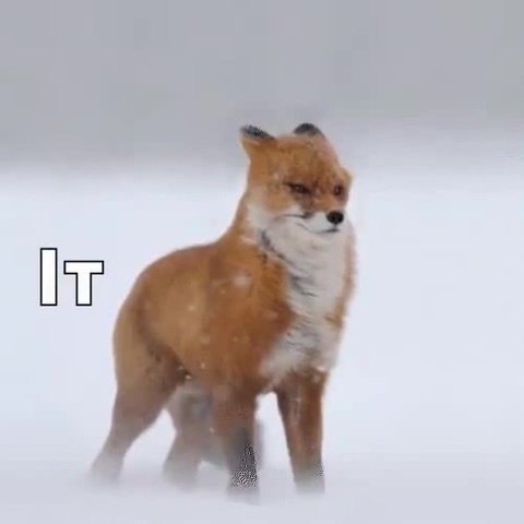 It Fucken WIMDY - Coub - The Biggest Video Meme Platform