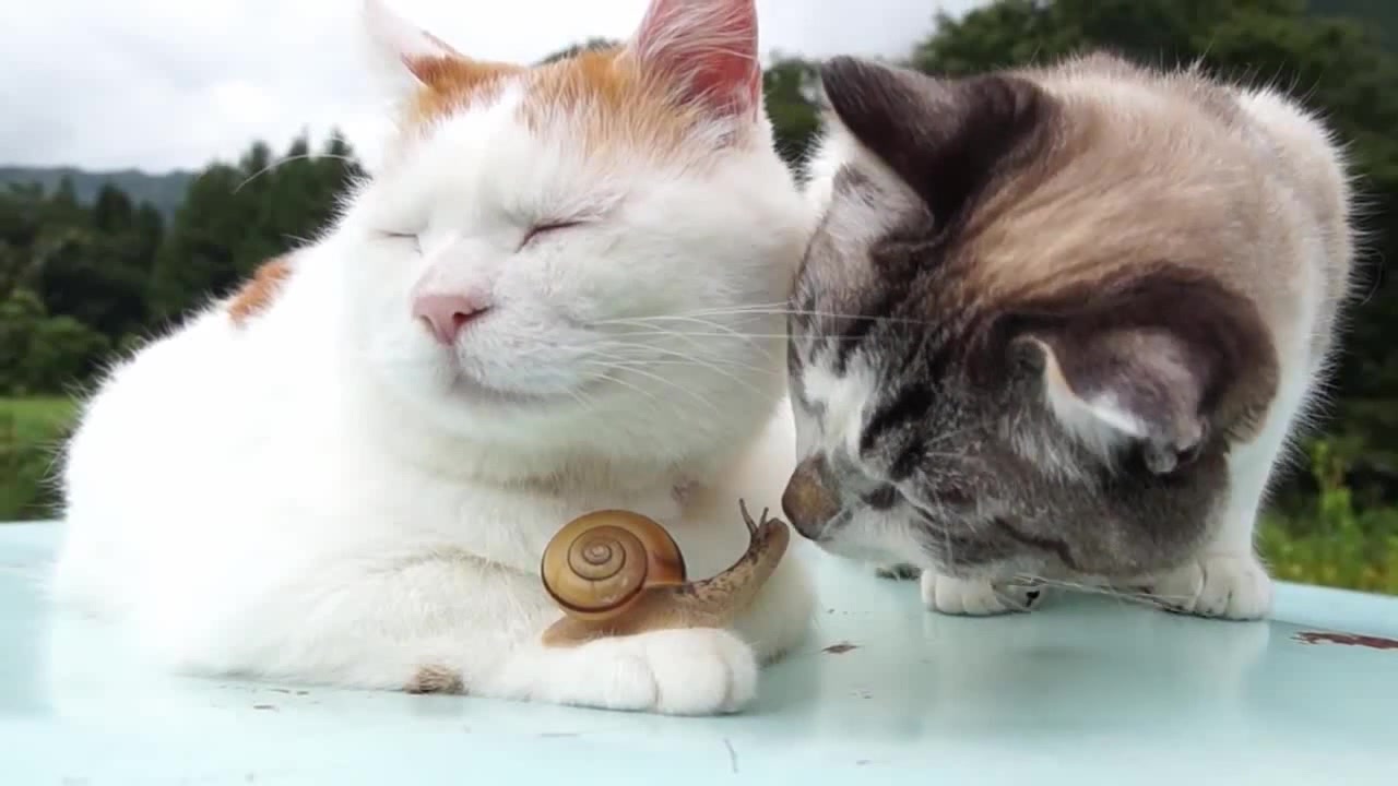 のせ猫 x かたつむりとクロ Snail and cats - Coub - The Biggest Video Meme Platform