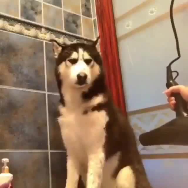 Sleepy dog - Coub - The Biggest Video Meme Platform