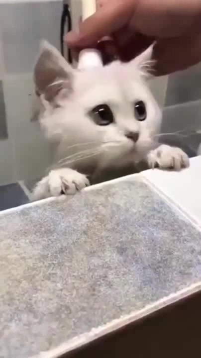 helppppp - Coub - The Biggest Video Meme Platform