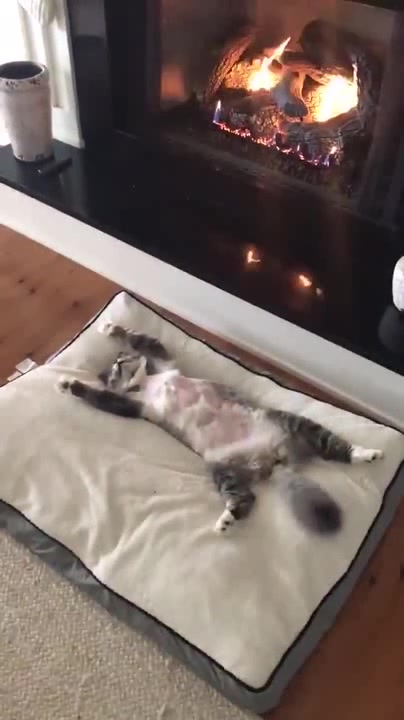 Lazy Cat - Coub - The Biggest Video Meme Platform