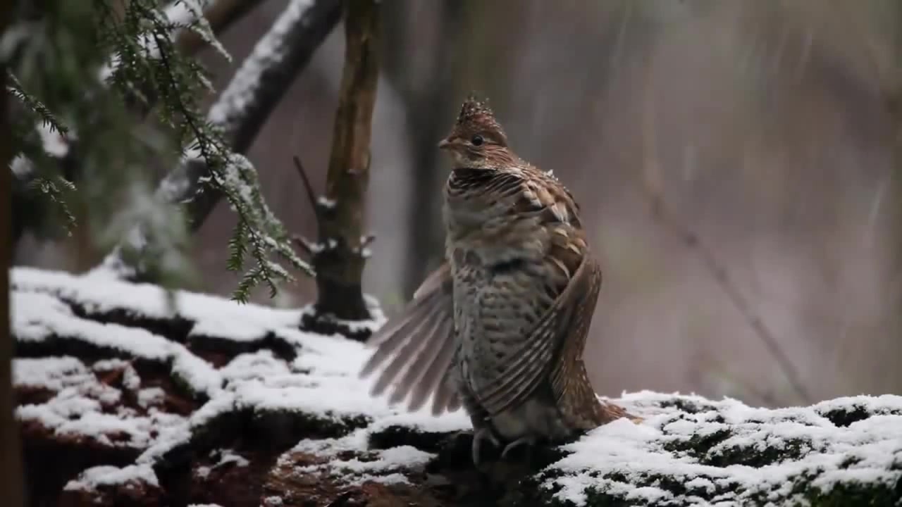 Ruffed Grouse Drumming :D - Coub - The Biggest Video Meme Platform
