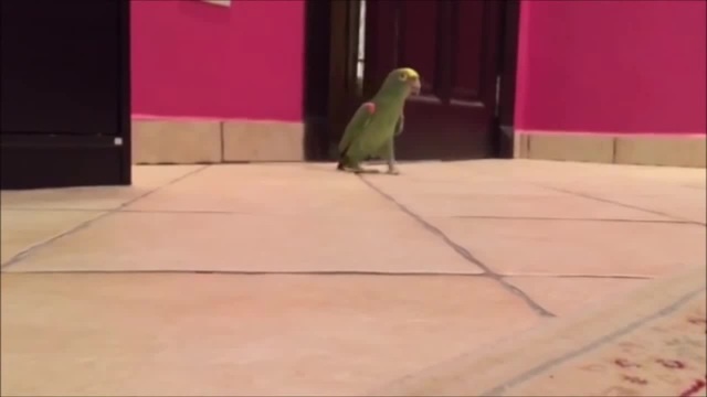 Super villain Bird has arrived - Coub - The Biggest Video Meme Platform