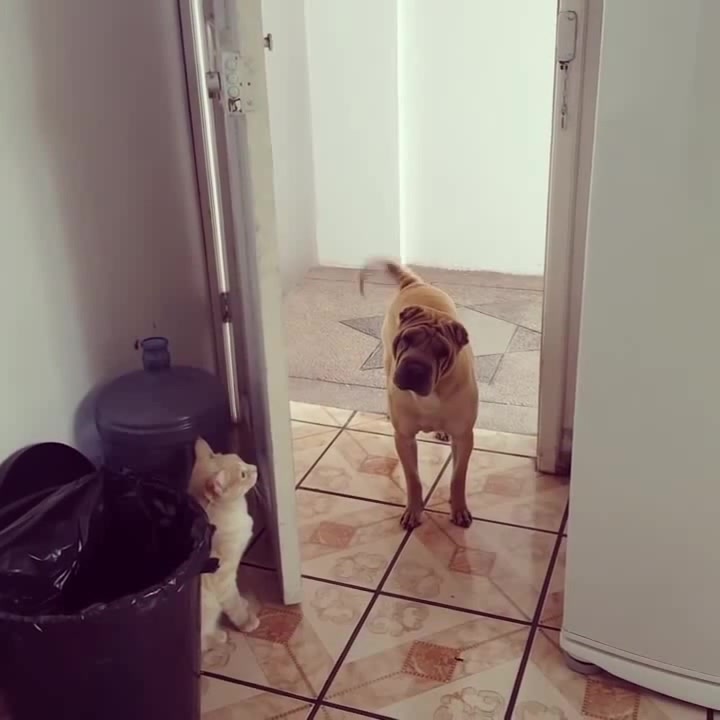 Cat vs Dog - Coub - The Biggest Video Meme Platform