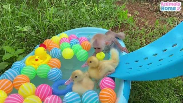 BiBi monkey plays with five little ducks in the bath - Coub - The Biggest Video Meme Platform