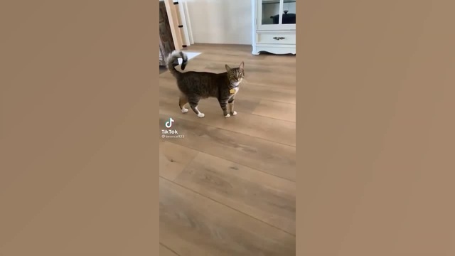 TikToks Funny Cats That will Brighten Up Your Day 😁 - Coub - The Biggest Video Meme Platform