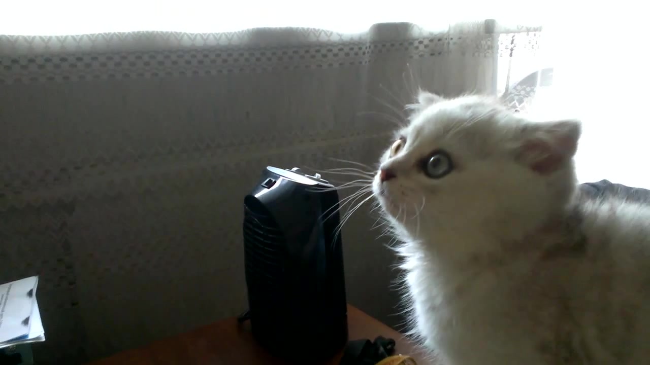 Cat's barking - Coub - The Biggest Video Meme Platform