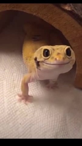 smiling Gecko #NIKIFX - Coub - The Biggest Video Meme Platform