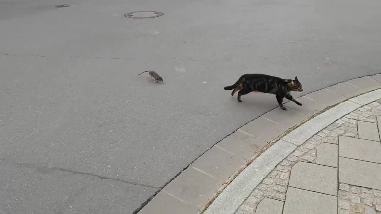 Tom & Jerry IRL II - Coub - The Biggest Video Meme Platform