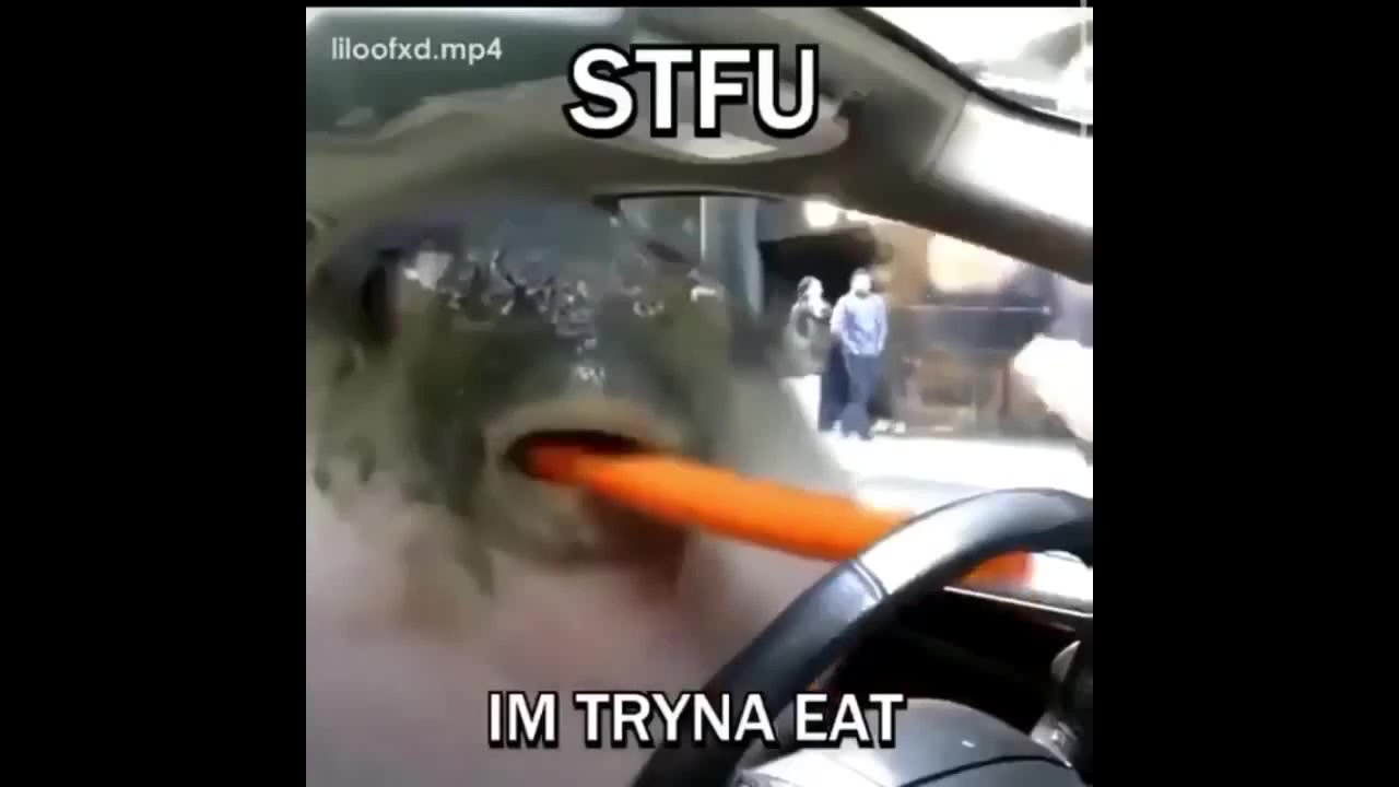 Pufferfish Eating A Carrot in Car - Coub - The Biggest Video Meme Platform