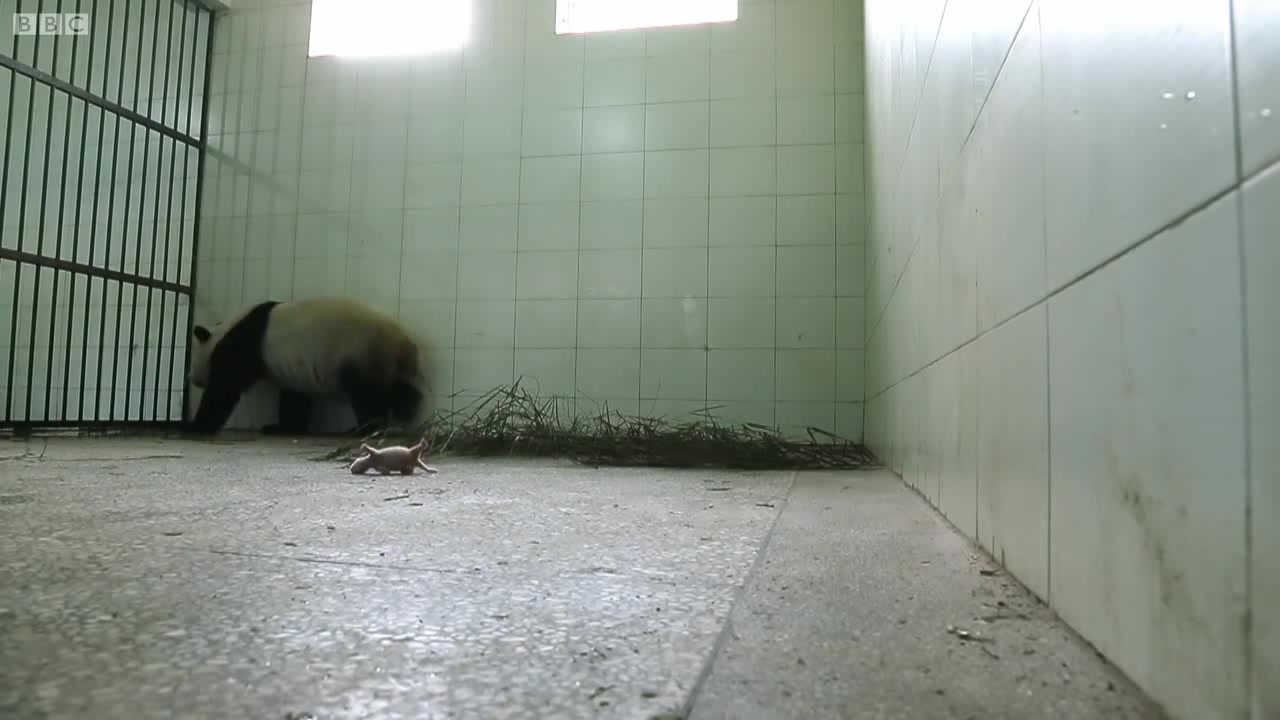 All pandas are some kind of stupid - Coub - The Biggest Video Meme Platform