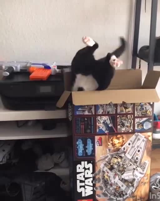 Cat vs. Box - Coub - The Biggest Video Meme Platform