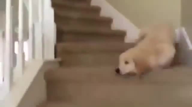 Funny dog falling down stairs - Coub - The Biggest Video Meme Platform