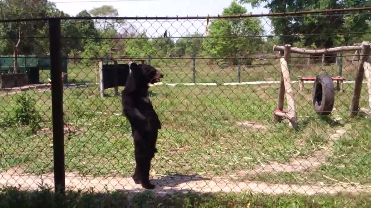 Suspicious Bear - Coub - The Biggest Video Meme Platform