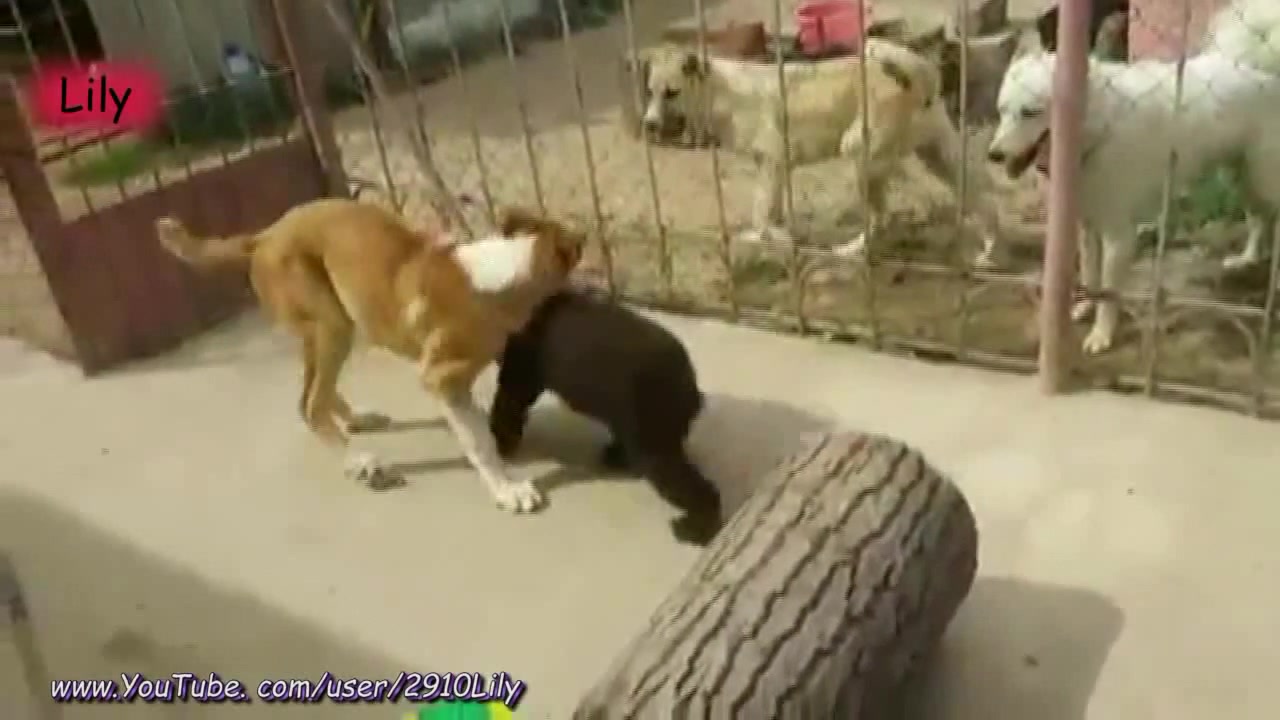 Ну погоди! Борьба медвежонка и собаки. (Канал Li Ly) - Coub - The Biggest Video Meme Platform