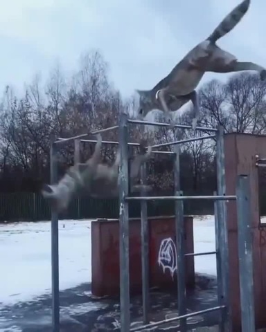 Волк брат волка брат волк ауф - Coub - The Biggest Video Meme Platform