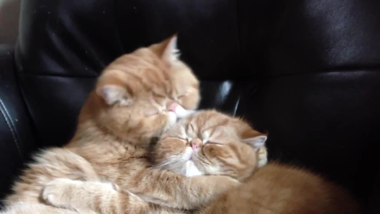 Kiss Me K-K-Kiss Me - Coub - The Biggest Video Meme Platform