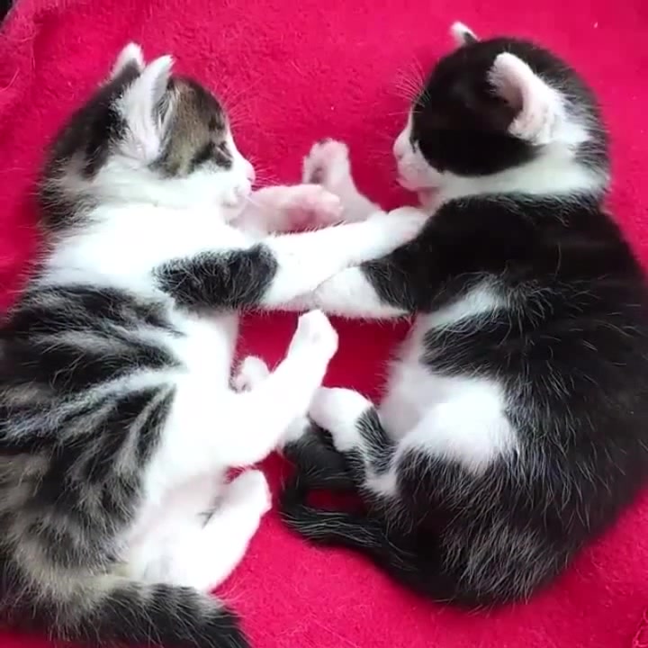 Peter Kitten - Coub - The Biggest Video Meme Platform