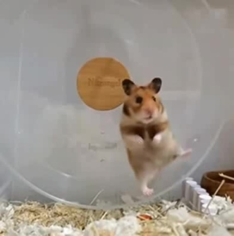 Hypno hamster 🐹 - Coub - The Biggest Video Meme Platform